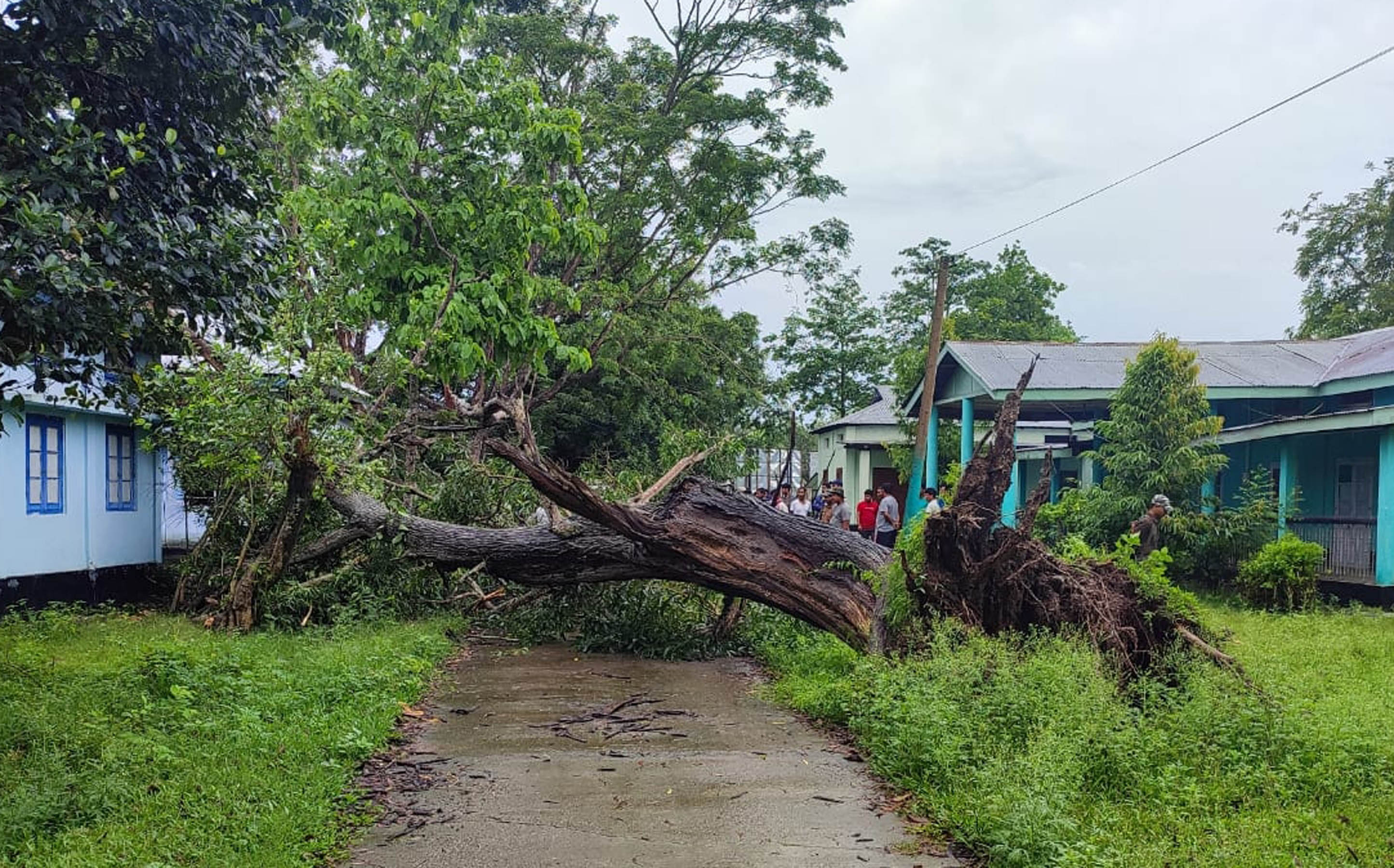 এনেকৈয়ো আহে মৃত্যু! চলন্ত বাইকত গছ পৰি দুজন লোকৰ শোকাৱহ মৃত্যু ...